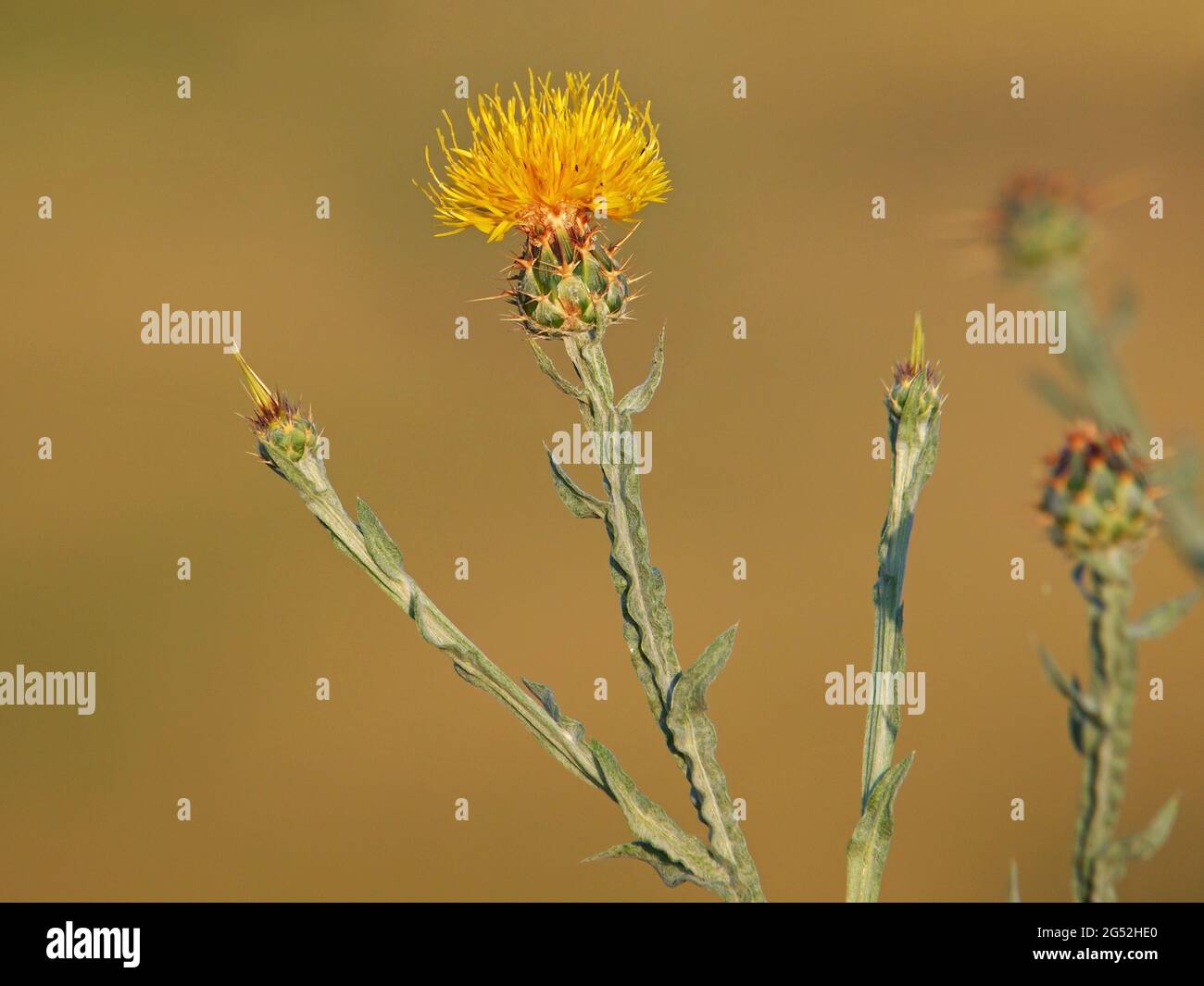 Yellow star-thistle flower, Centaurea solstitialis Stock Photo - Alamy