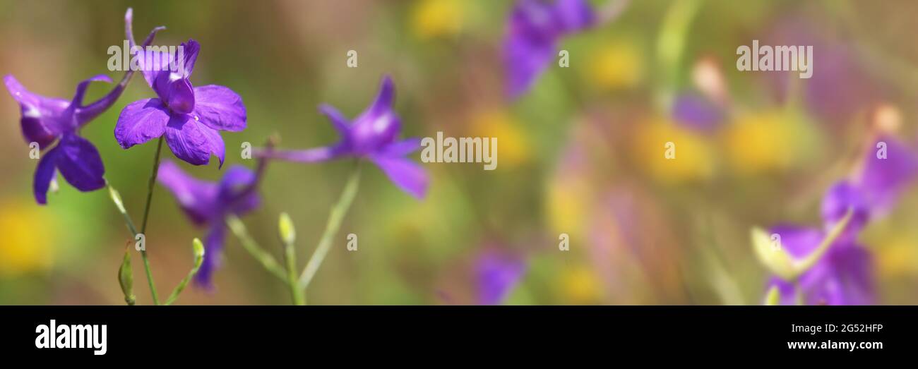 With field larkspur hi-res stock photography and images - Alamy