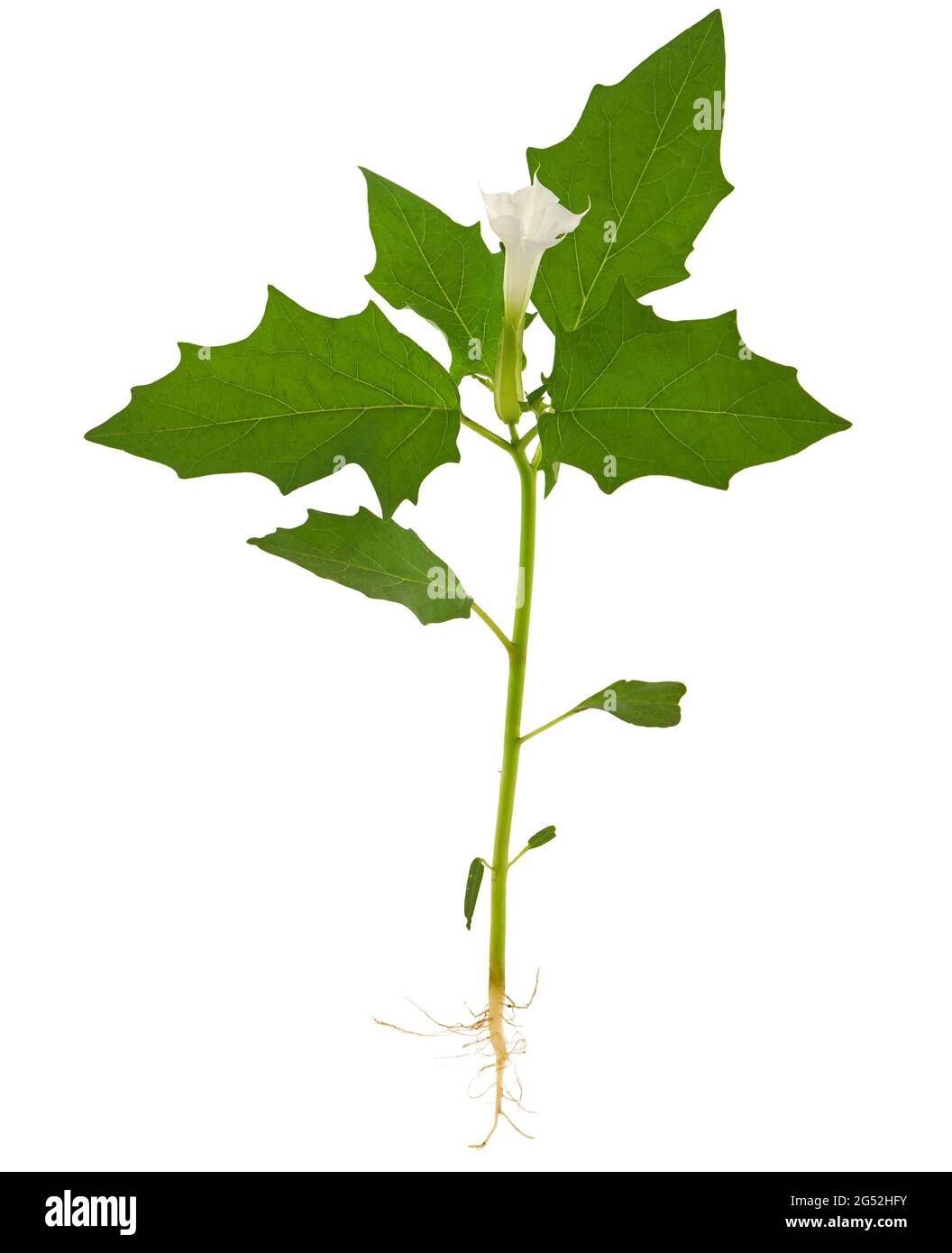 Jimson Weed plant isolated on white, Datura stramonium. The entire ...