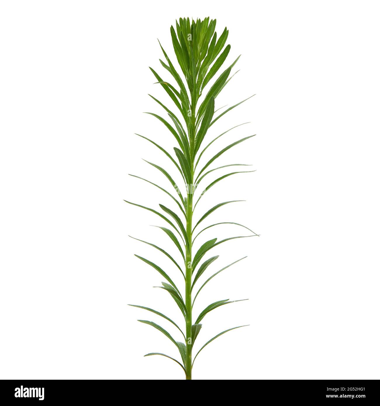 Canadian horseweed or Canadian fleabane, young plant isolated on white ...