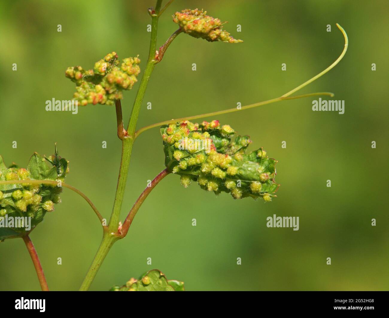 Leaf of grapevines with galls of Grape phylloxera, Daktulosphaira ...