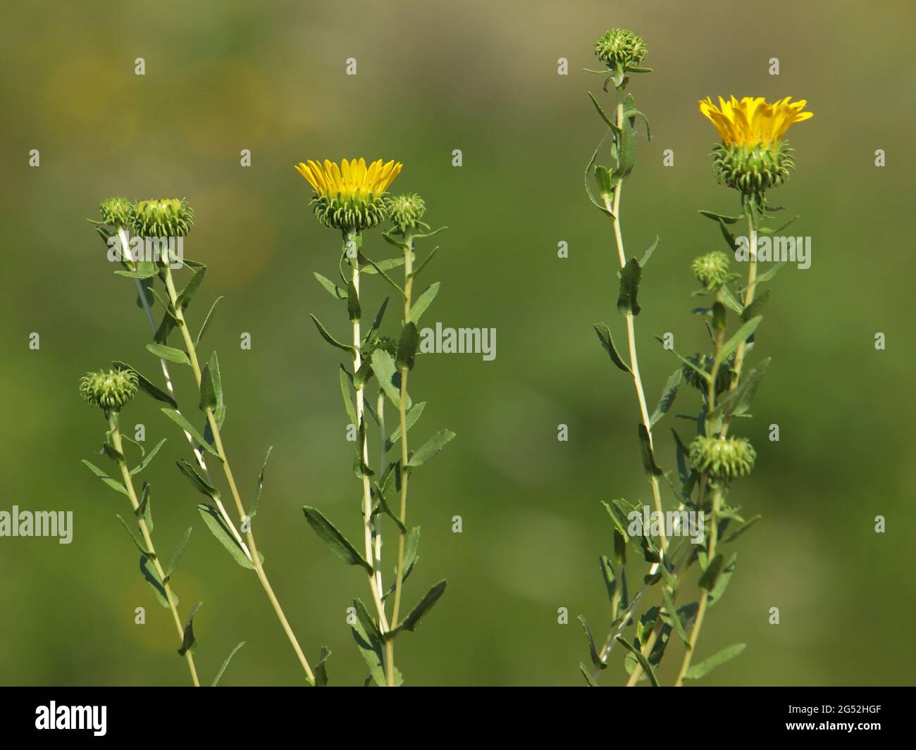 Yellow flower of curlycup gumweed, Grindelia squarrosa Stock Photo - Alamy