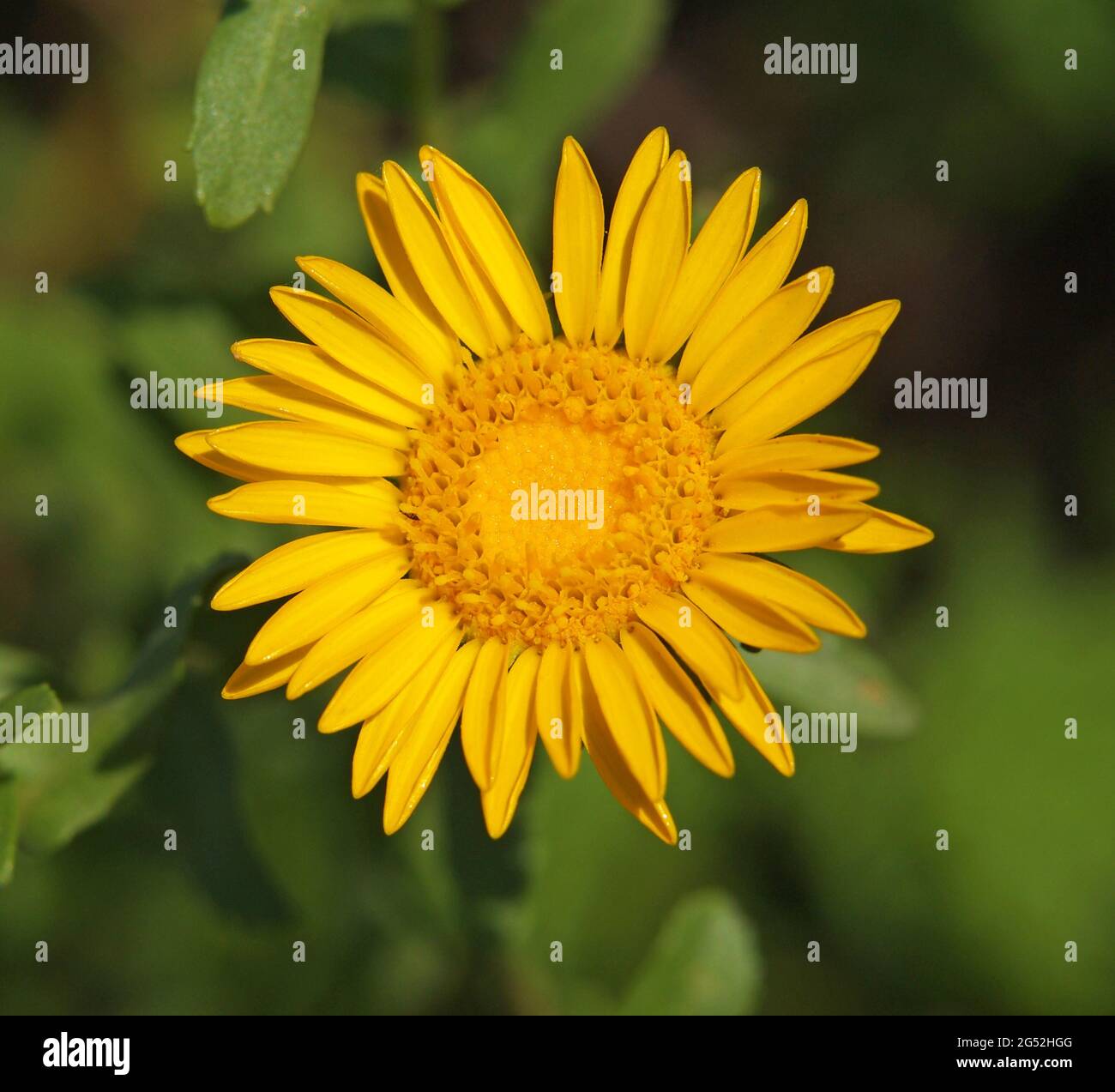 Curlycup gumweed hi-res stock photography and images - Alamy