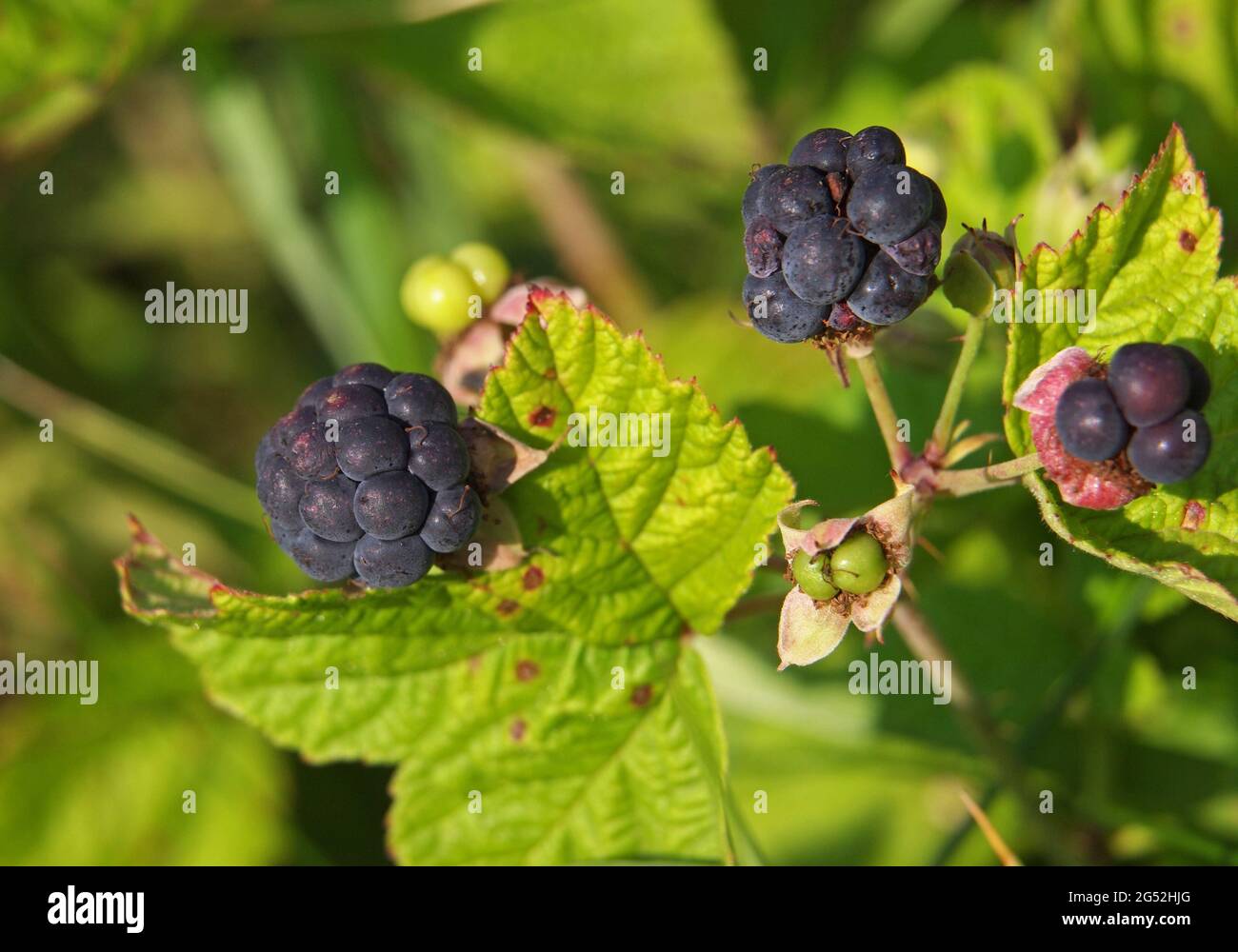 European dewberry ripe fruits, Rubus caesius Stock Photo - Alamy