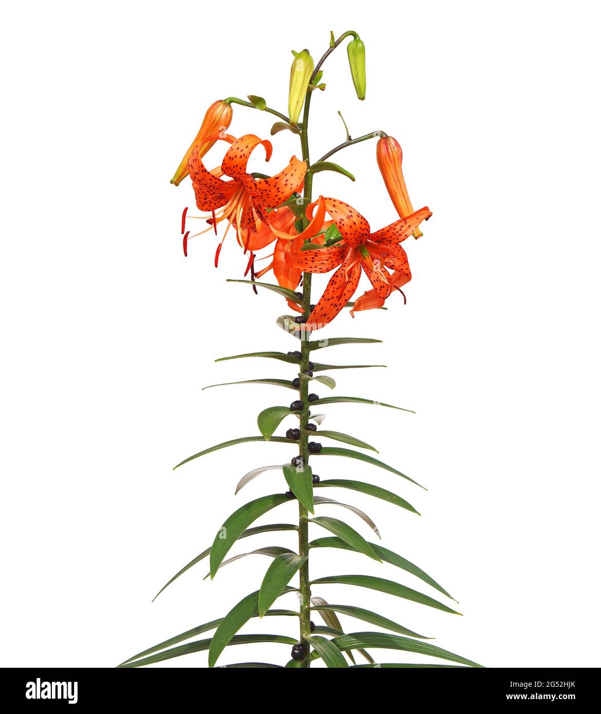 Orange Tiger lily flower isolated on white, Lilium lancifolium syn. L ...