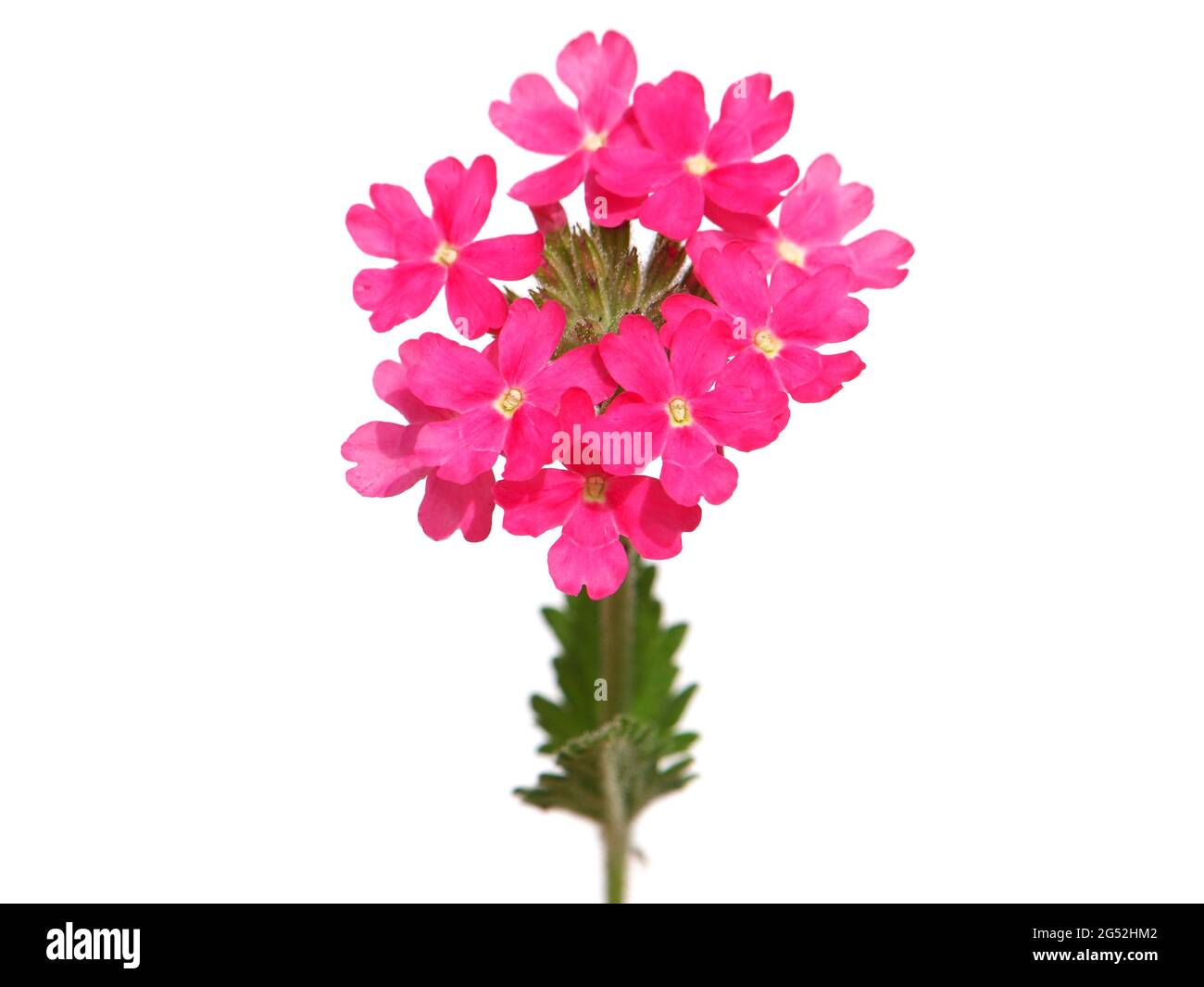 Pink trailing verbena isolated on white Stock Photo - Alamy