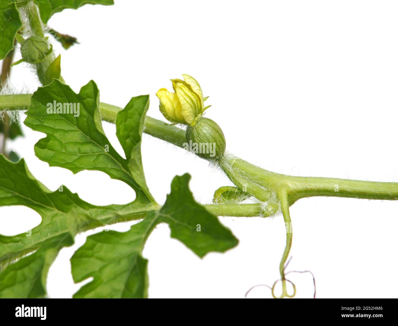 Watermelon flower with young watermelon, isolated on white Stock Photo ...