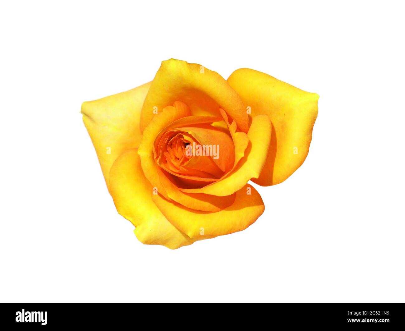 Yellow rose isolated on white background Stock Photo - Alamy