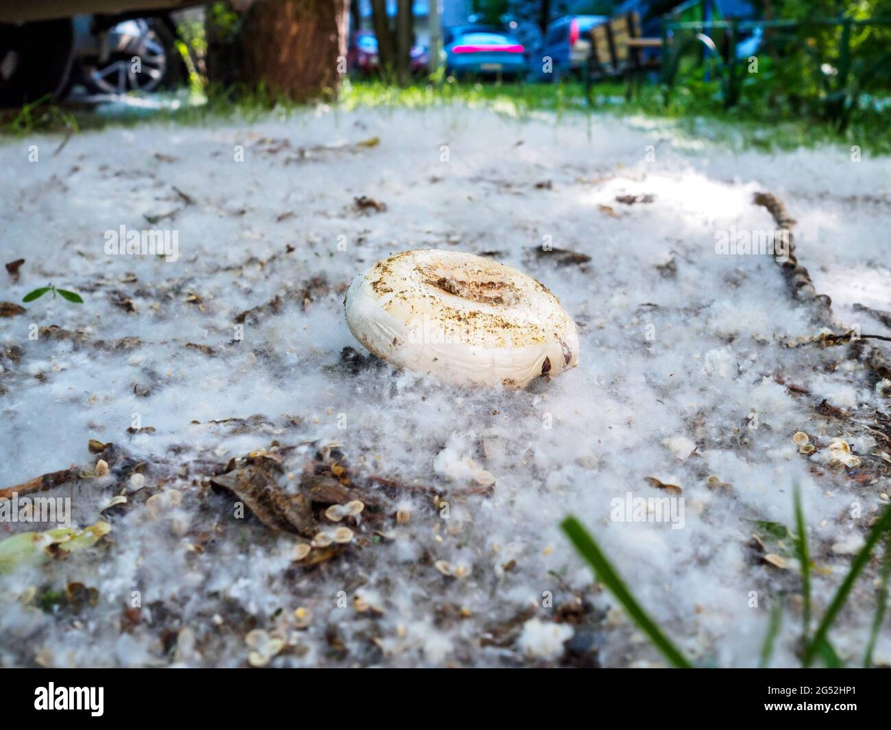 A wild mushroom on the ground, covered with poplar fluff like snow ...