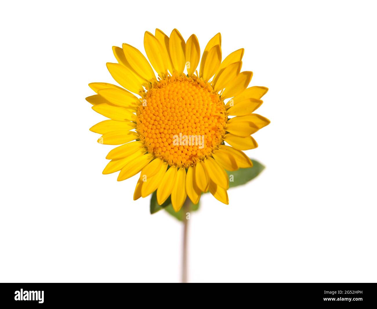 Yellow flower of curlycup gumweed isolated on white, Grindelia ...