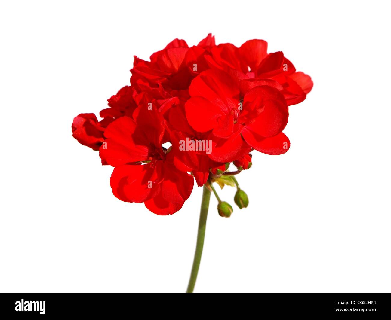 Red Geranium Flower
