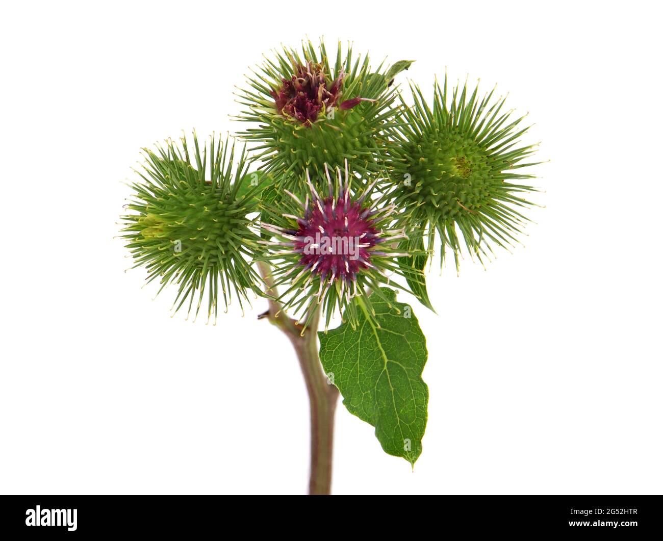 Burdock blooming plant with purple flower head isolated on white ...