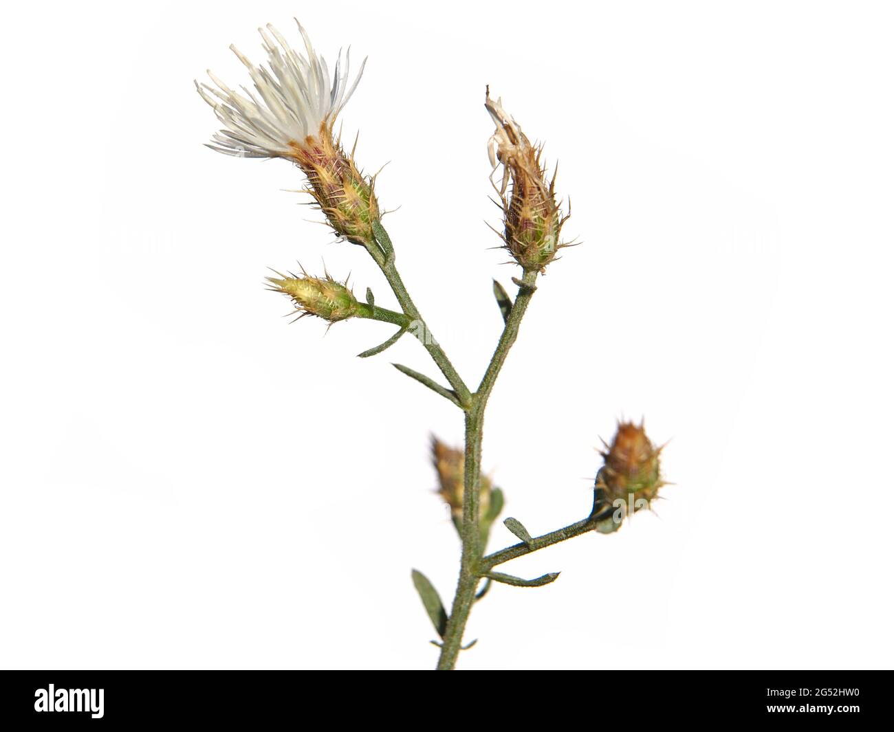 Diffuse knapweed with white flowers isolated on white, Centaurea ...