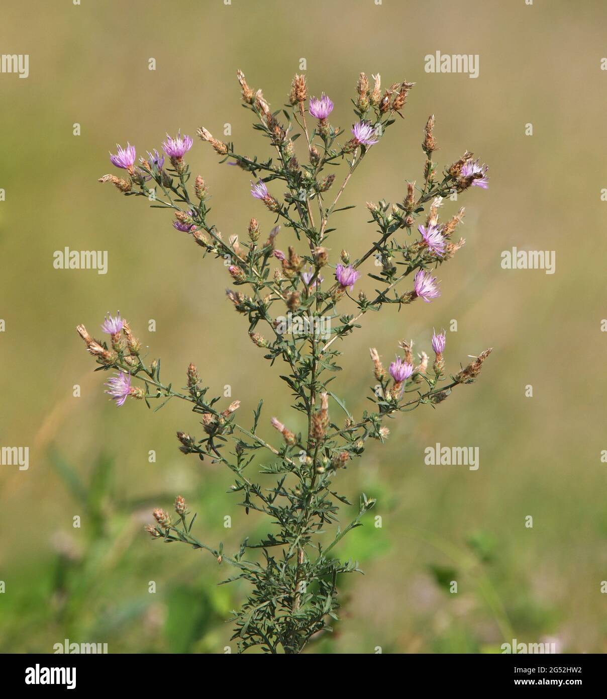 Diffuse knapweed with light purple flowers, Centaurea diffusa Stock ...