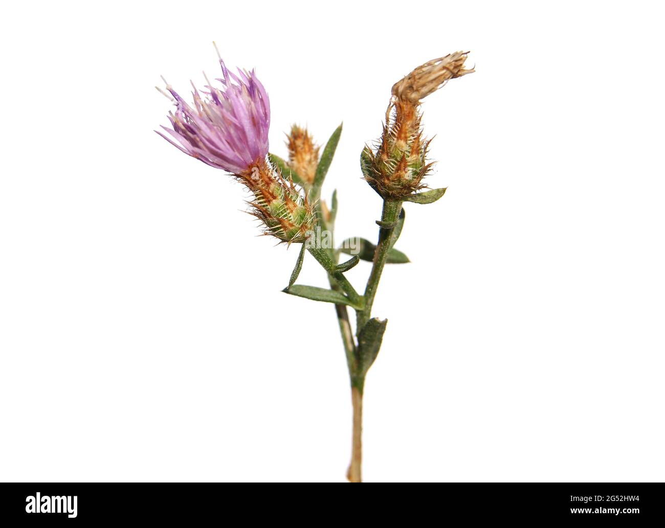 Diffuse Knapweed High Resolution Stock Photography and Images - Alamy