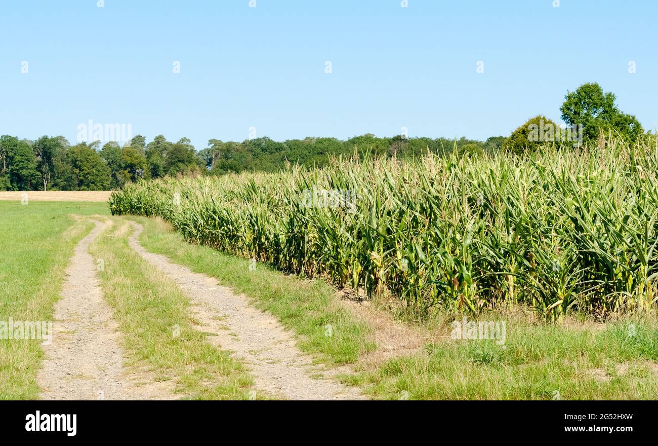 Maize field with road hi-res stock photography and images - Alamy