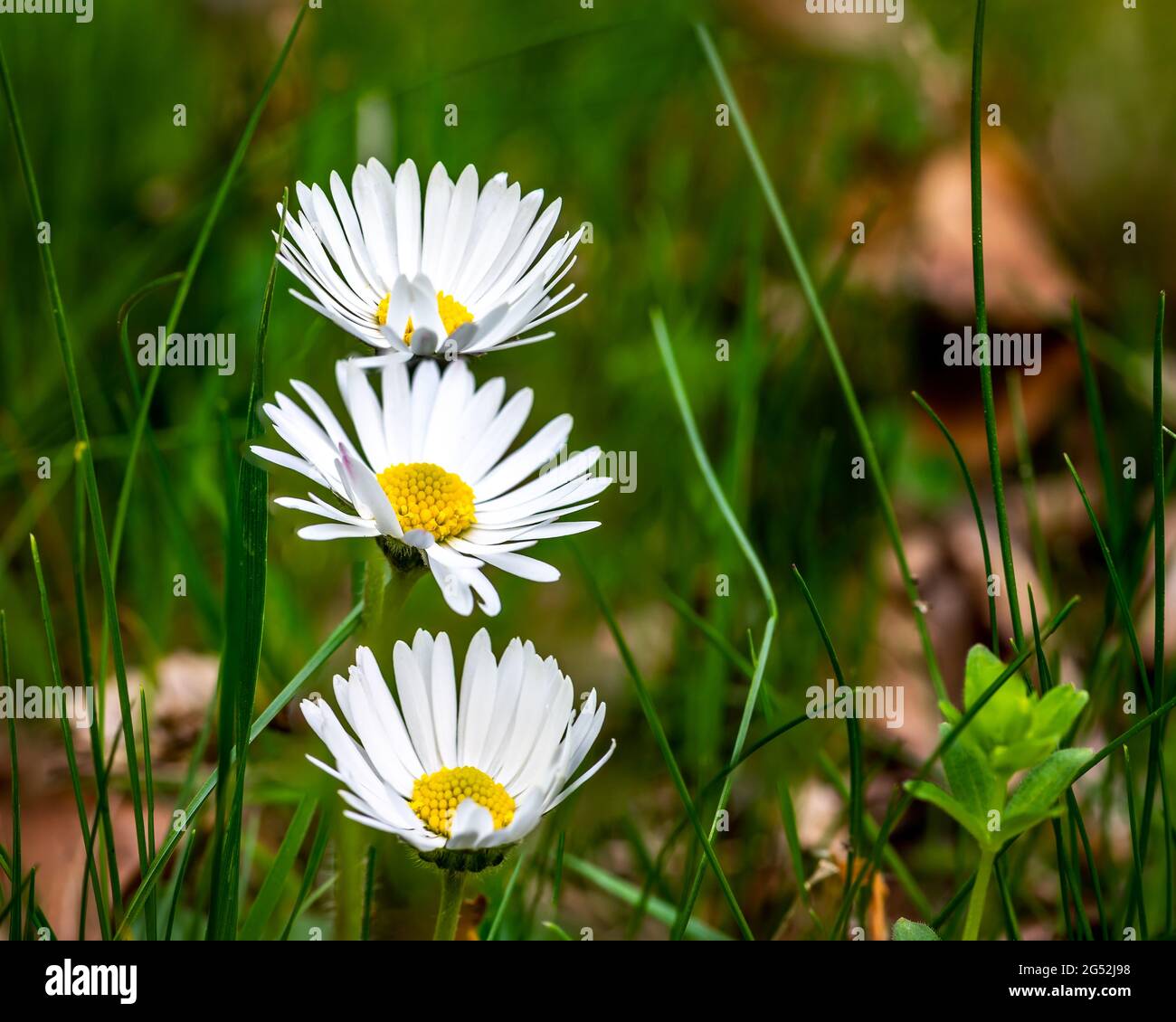 Three daisy flowers in one line, close-up photo of daisy flower on ...