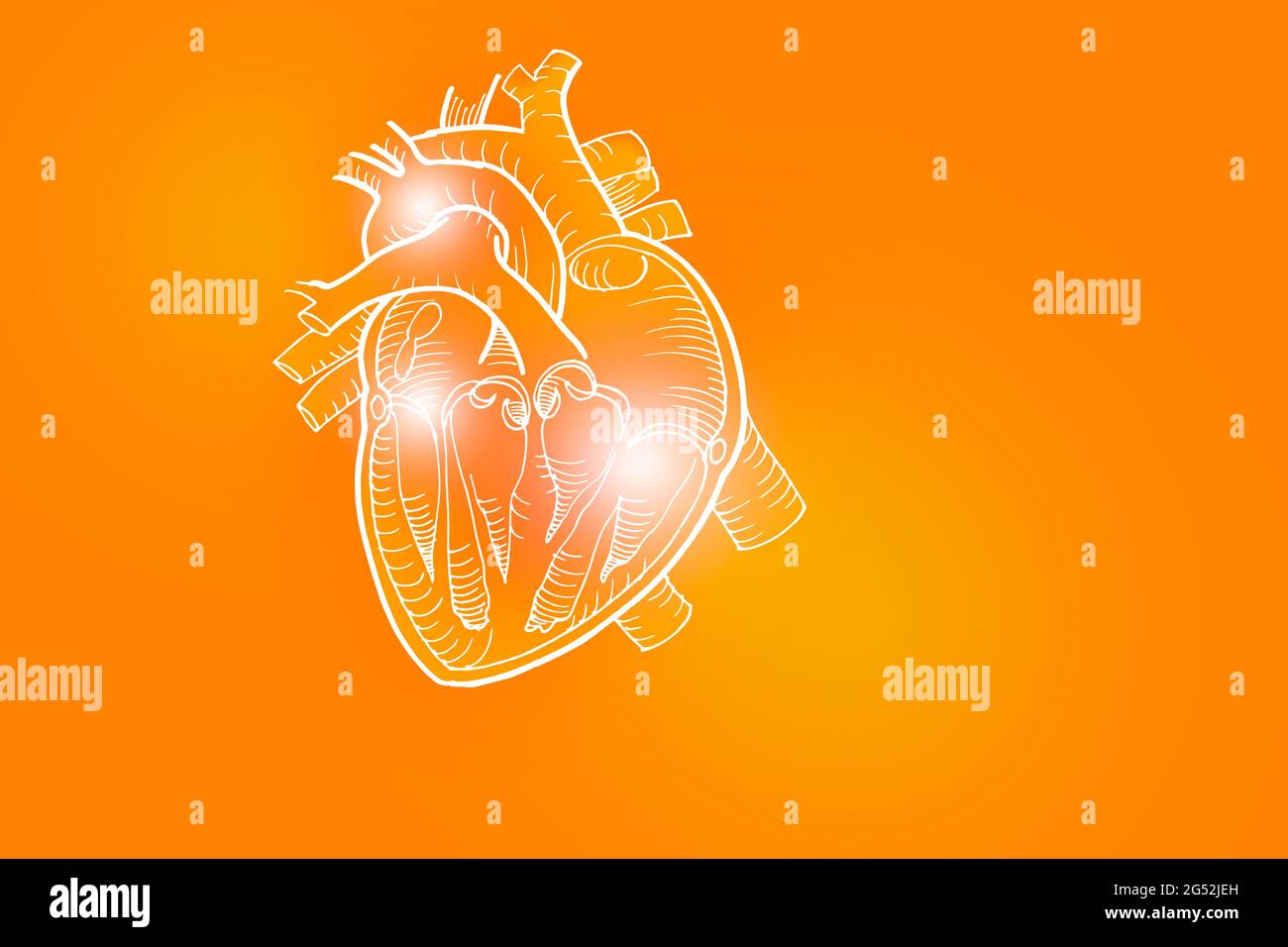 Cardiovascular system graphic hi-res stock photography and images - Alamy