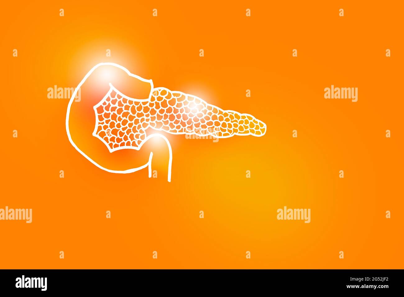 Pancreas organs biology anatomy hi-res stock photography and images - Alamy