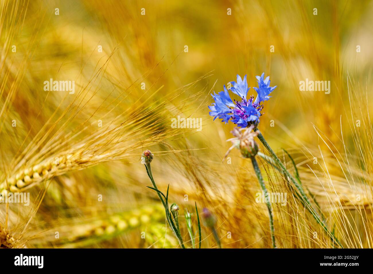 Cornflower yellow color hi-res stock photography and images - Alamy
