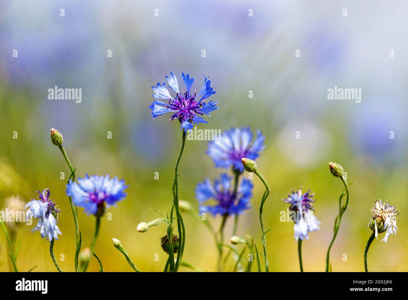 Cornflower yellow color hi-res stock photography and images - Alamy