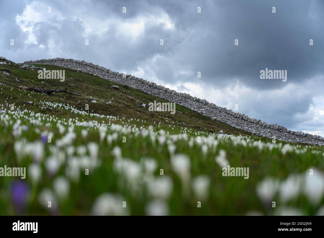a typical Dry stone wall near Mont Tendre in the Jura Vaudoise with ...