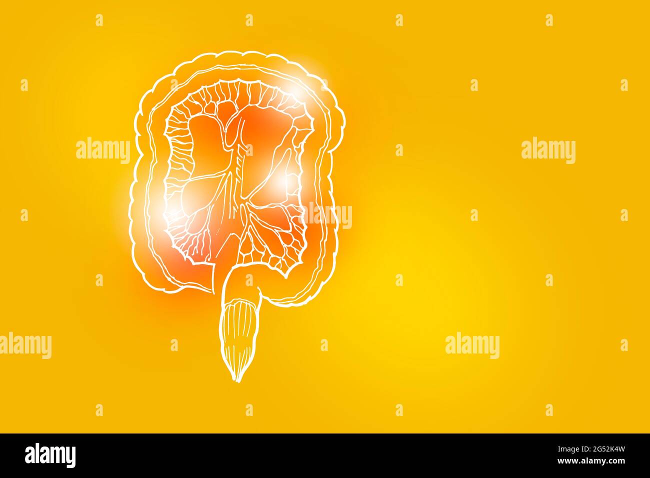 Handrawn illustration of human Intestine on yellow background. Medical ...