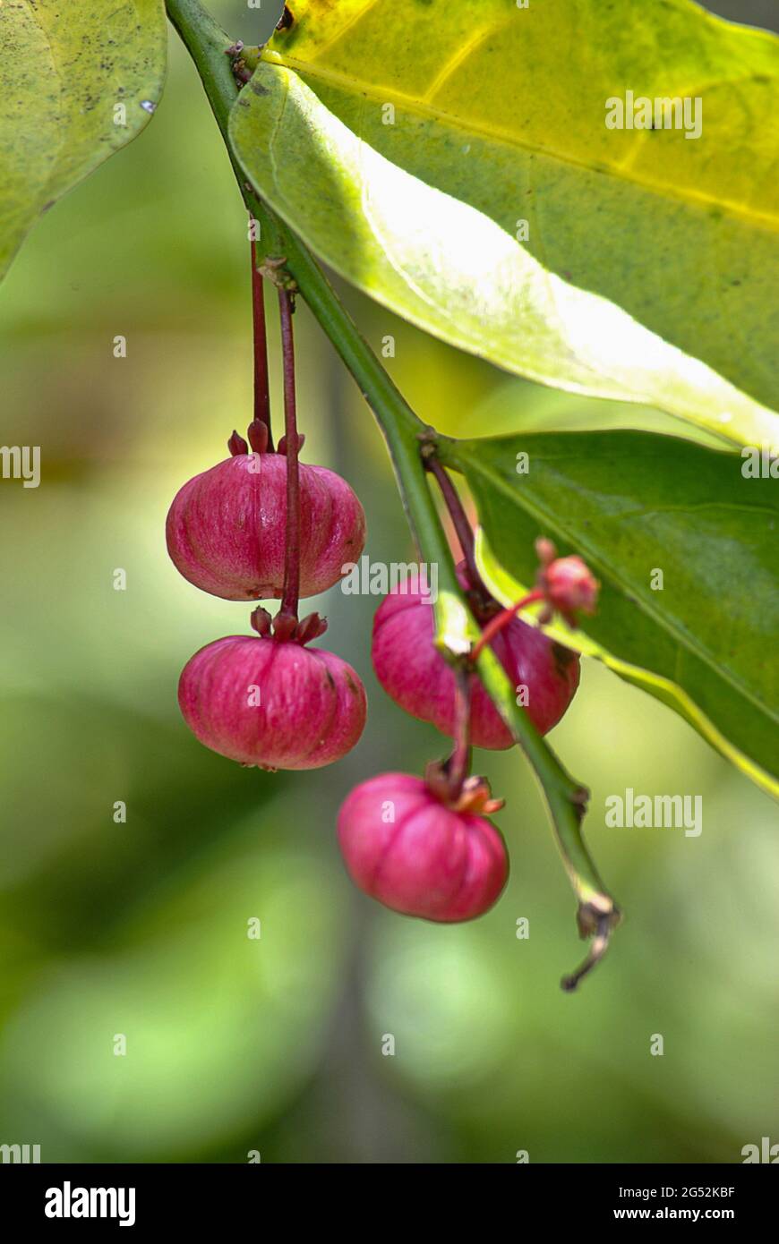 close up of little red fruits Stock Photo - Alamy