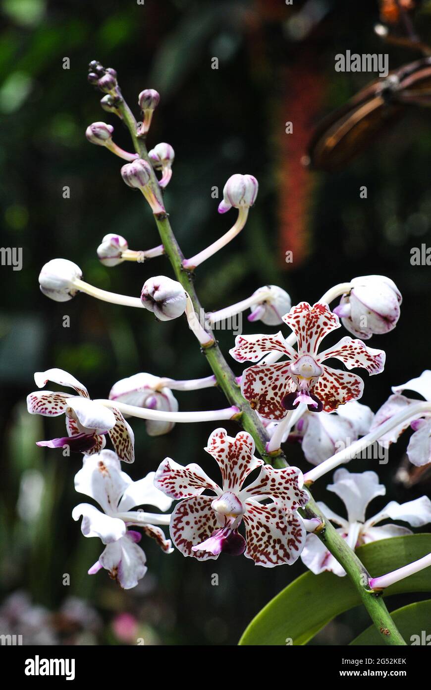 Vanda tricolor hi-res stock photography and images - Alamy