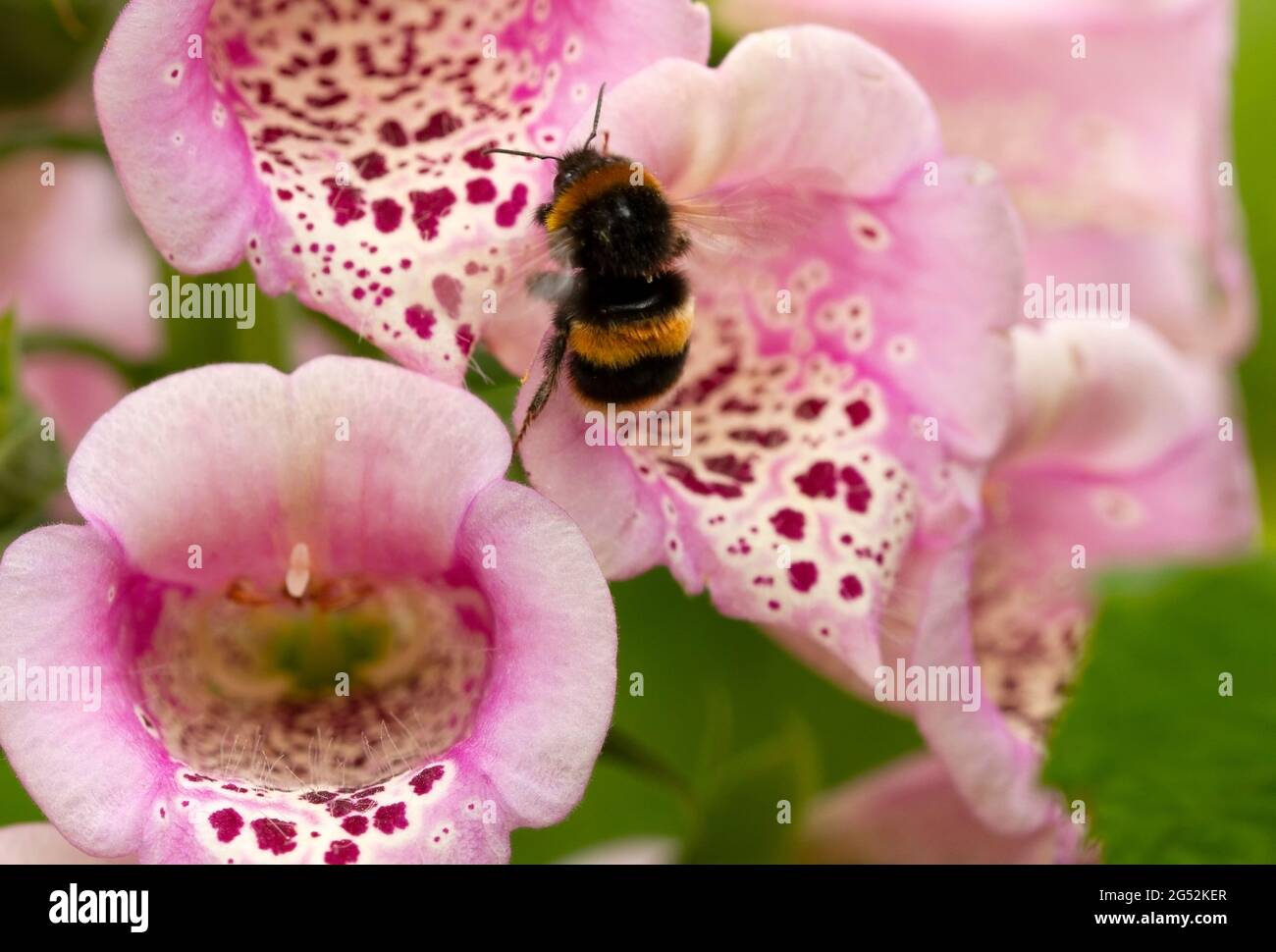 A Bumble Bee pollinates a Foxglove flower as it gathers pollen. The ...