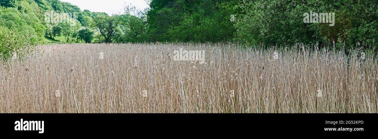 Around the UK - Redundant Filter Beds - Nature Reserve Stock Photo - Alamy
