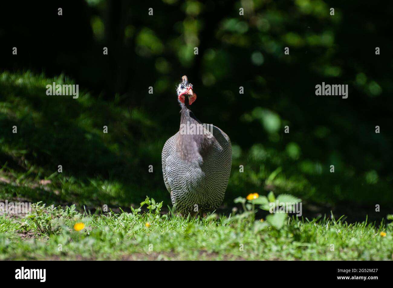 Around the UK - Free Range Poultry Stock Photo - Alamy
