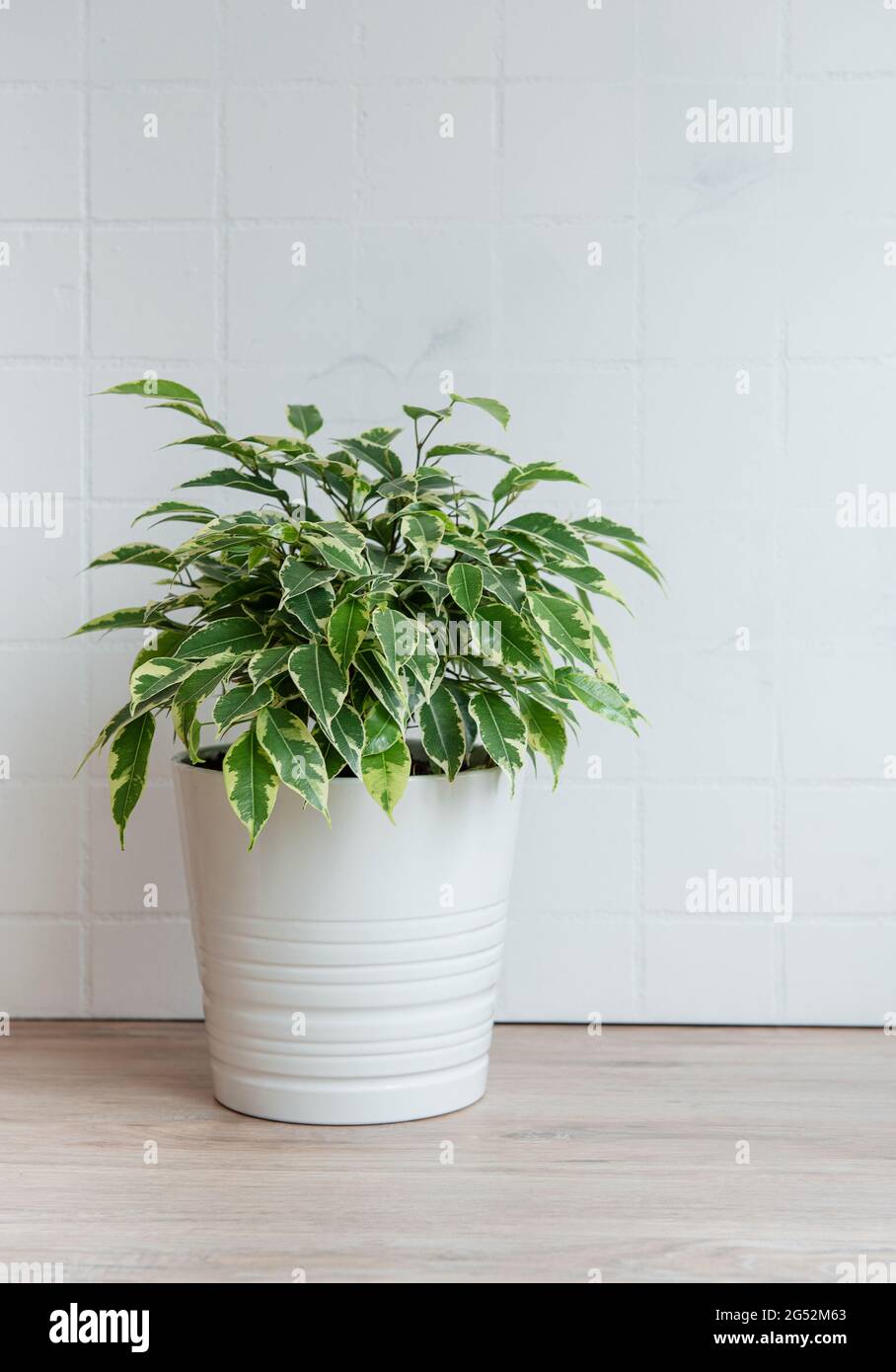 Beautiful lush houseplant ficus hi-res stock photography and images - Alamy