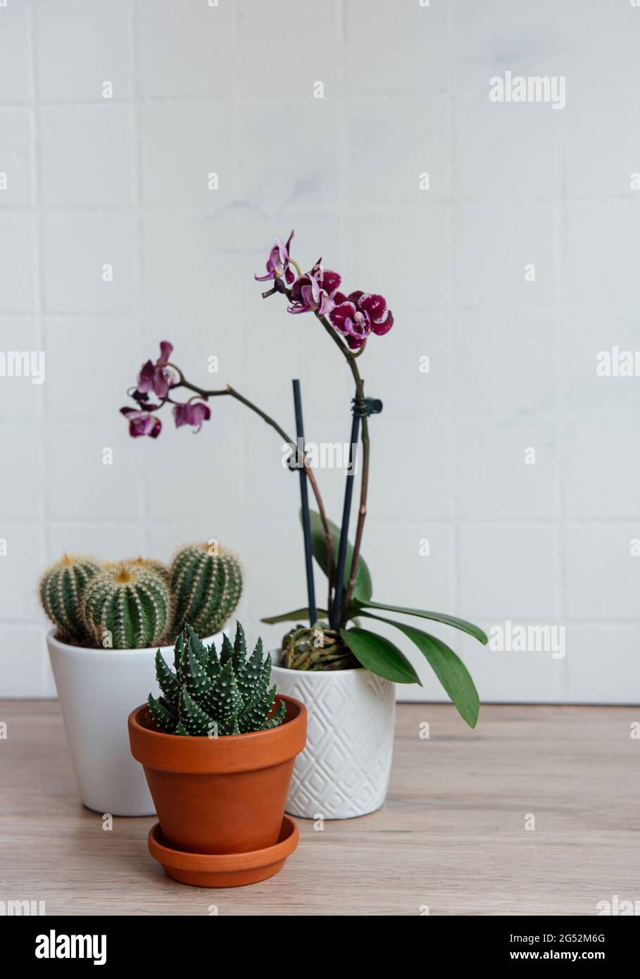 Cactus, orchid flowers and succulent plant in pots on the table, house ...