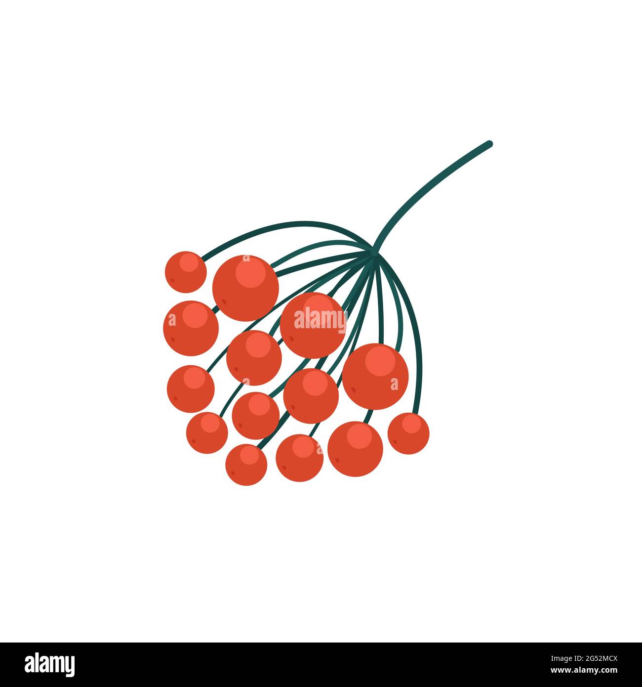 Branch with red berries, autumn berries, vector isolated object Stock ...