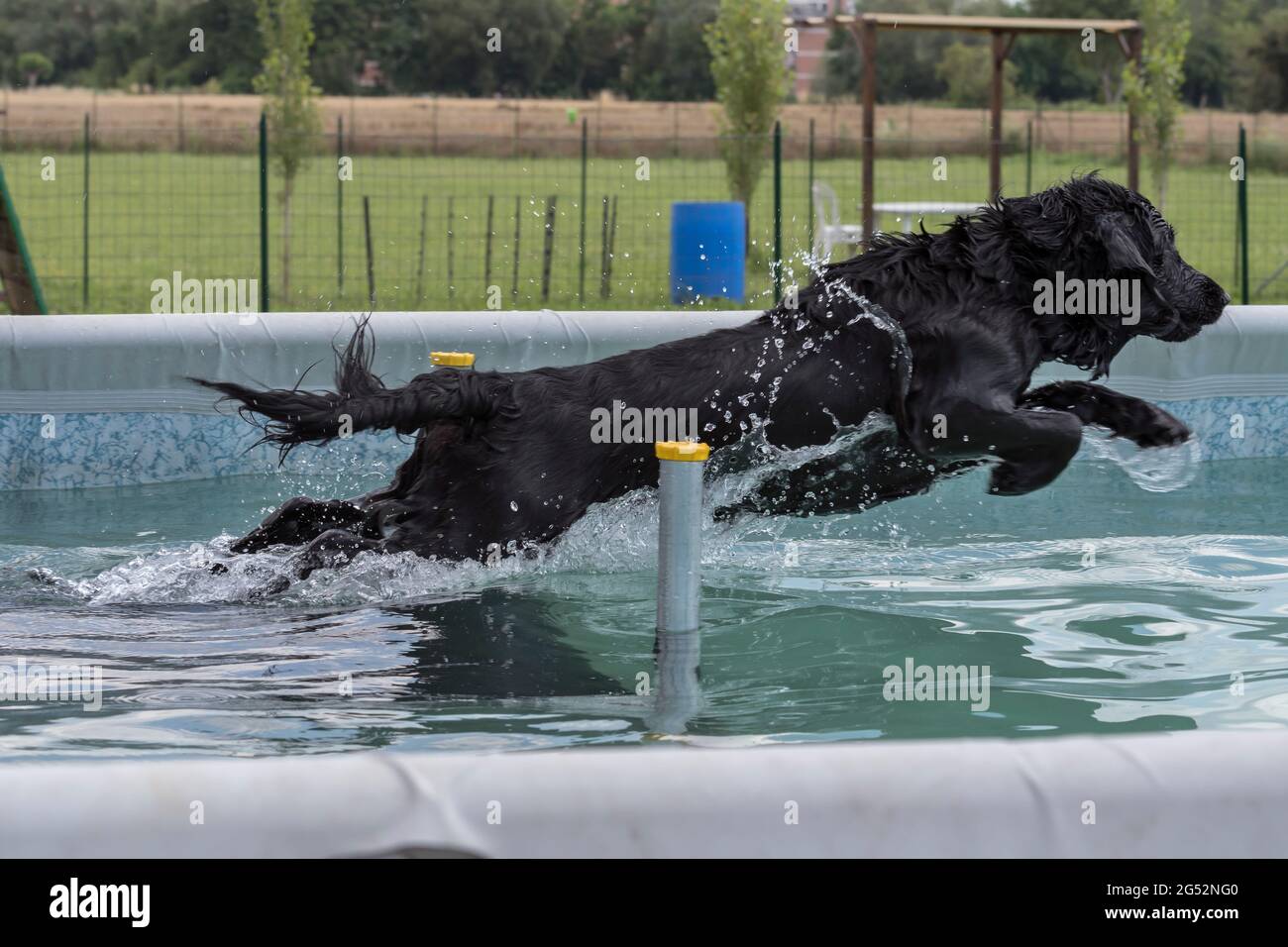 Dog splash hi-res stock photography and images - Alamy