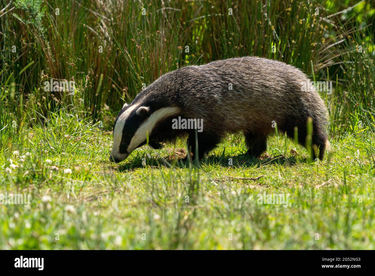 British badgers hi-res stock photography and images - Alamy
