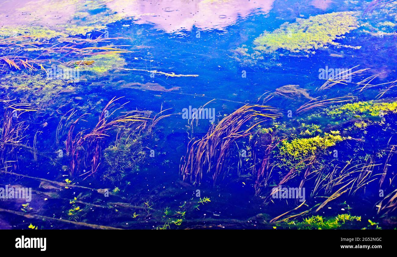 Close up of river vegetation Stock Photo - Alamy