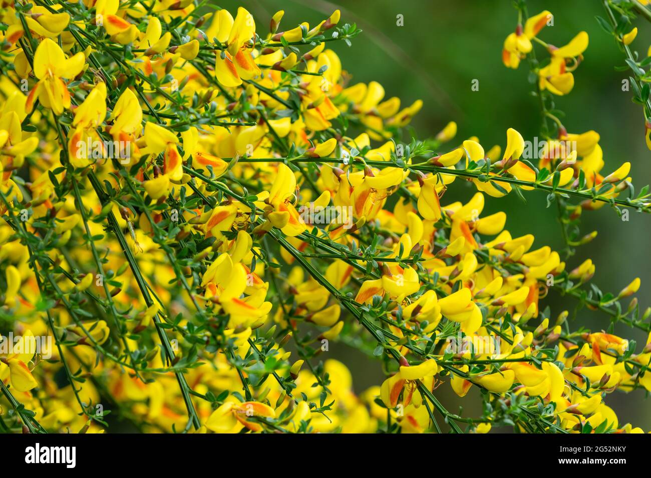 Cytisus scoparius, common broom Stock Photo - Alamy