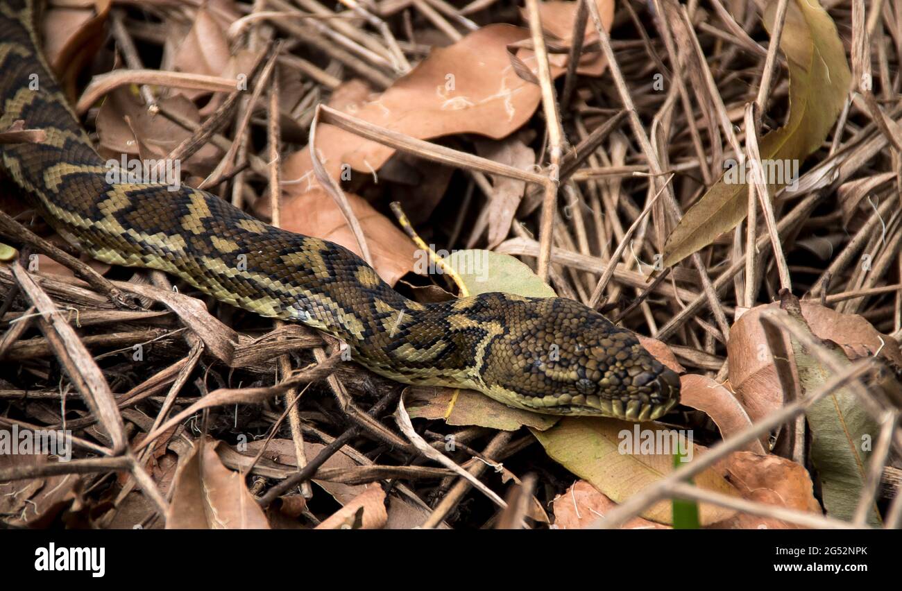 Large yellow snake python hi-res stock photography and images - Alamy