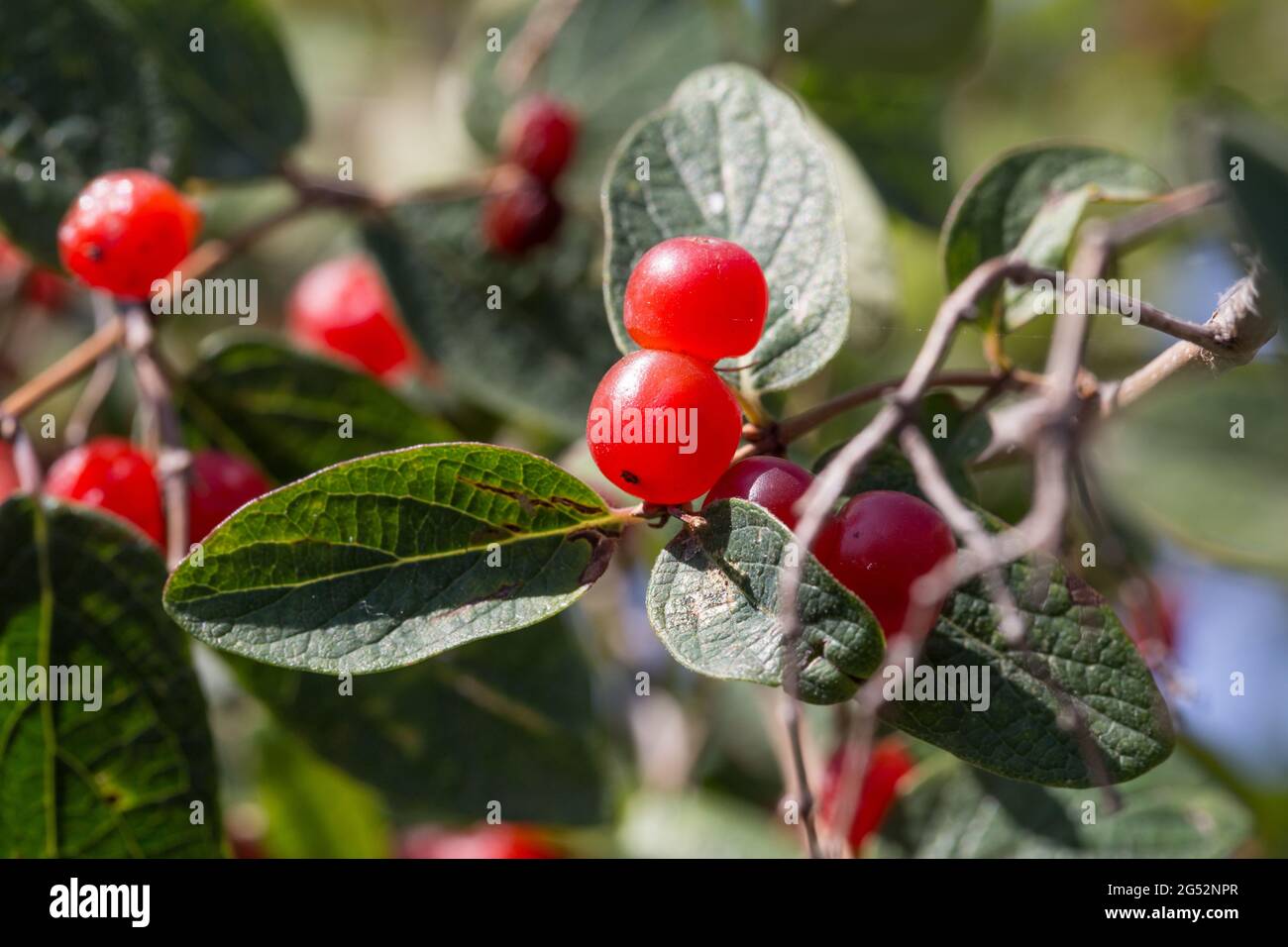 Green shrub with small red fruits and bokeh lit by the sun - macro ...