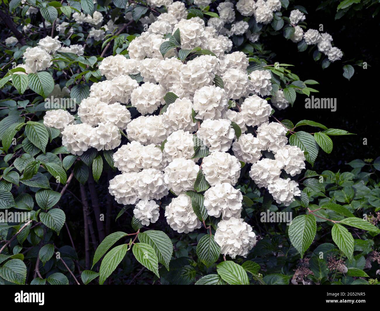 Beautiful white flowers on a Japanese snowball bush Stock Photo - Alamy