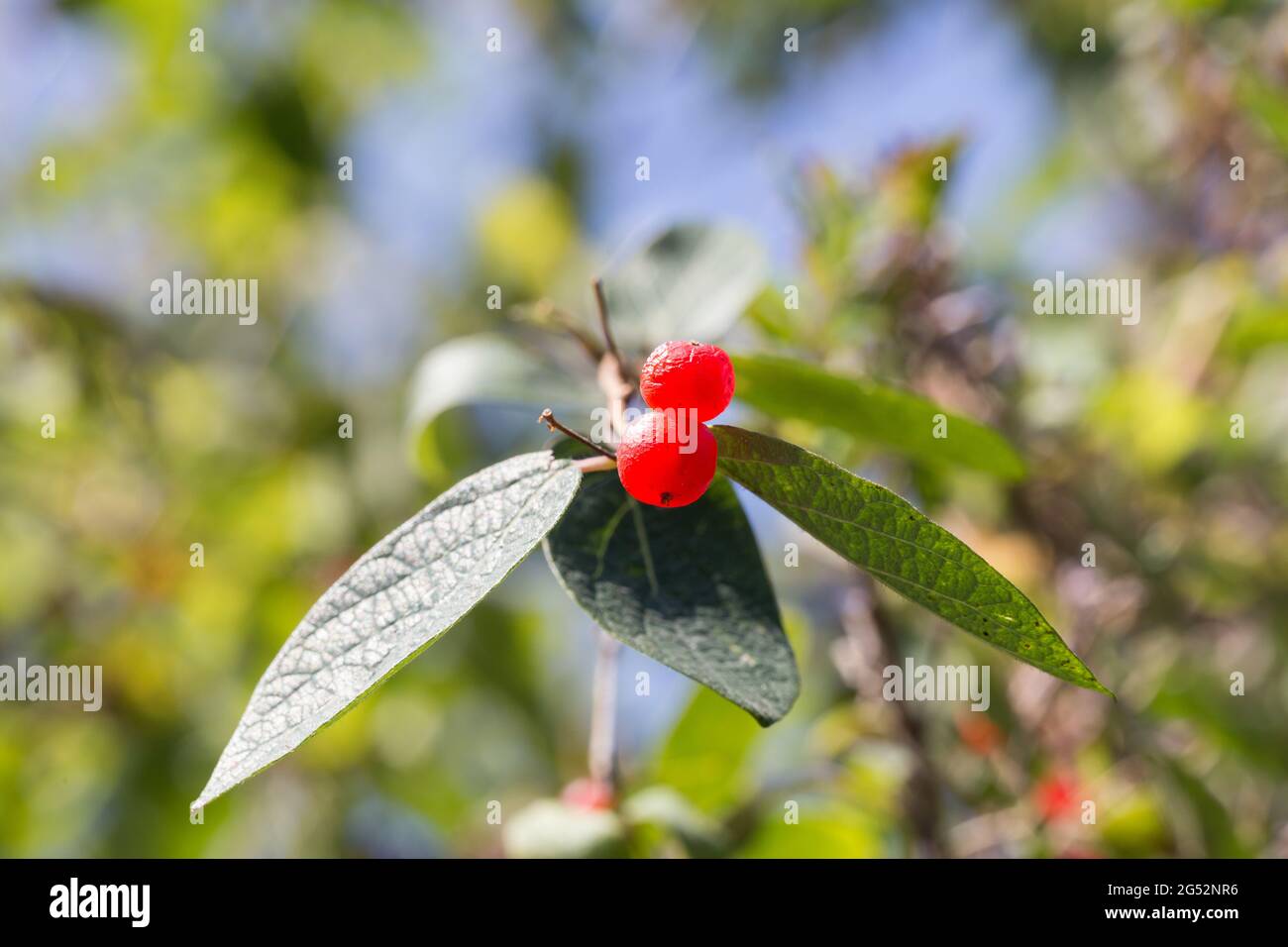 Green shrub with small red fruits and bokeh lit by the sun - macro ...