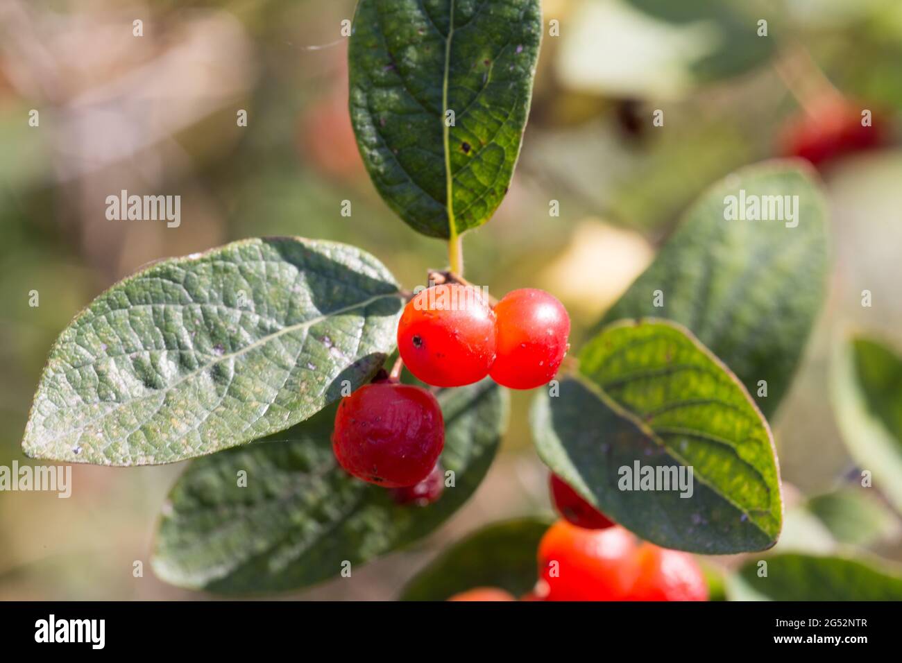 Green shrub with small red fruits and bokeh lit by the sun - macro ...