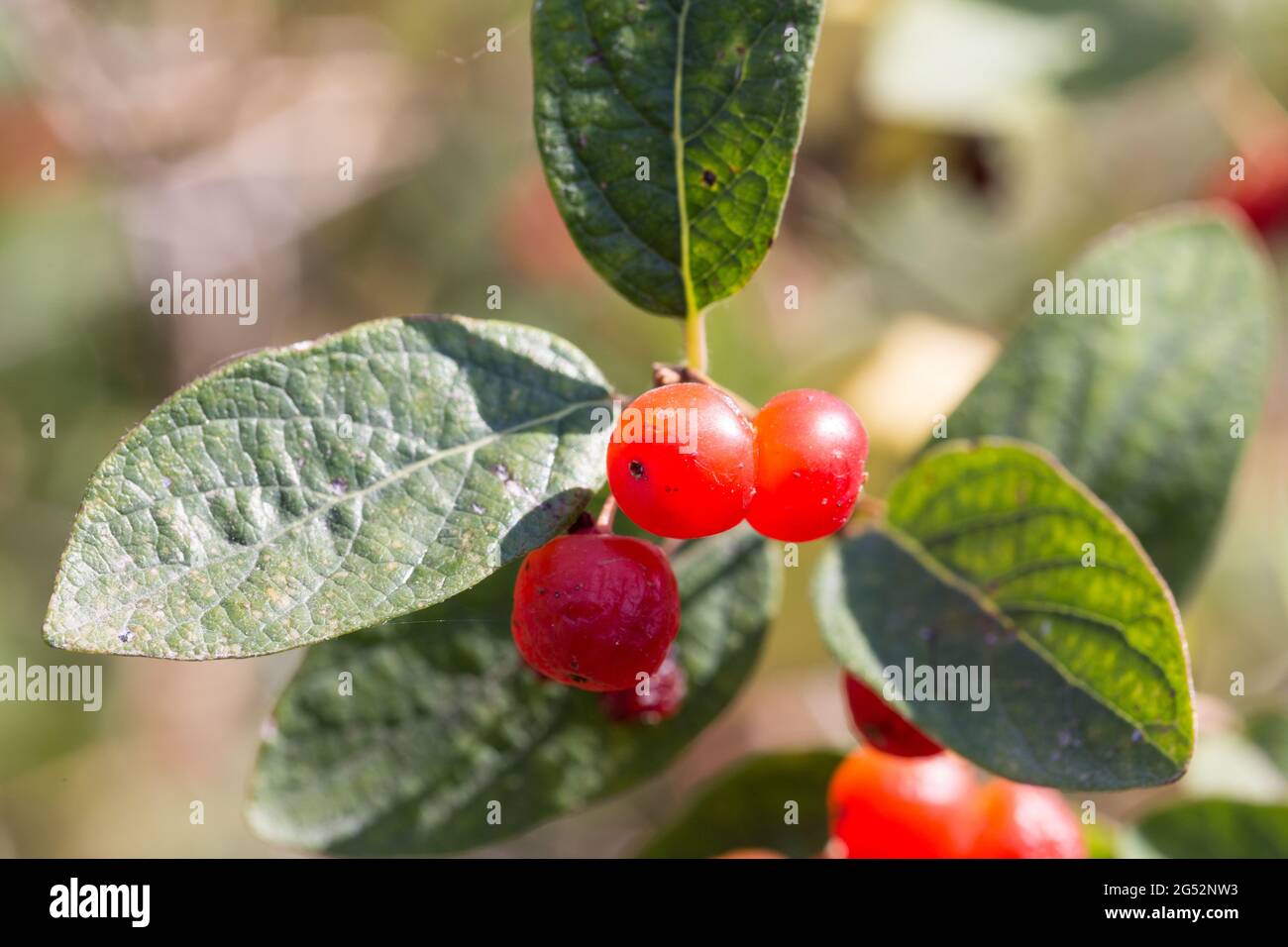 Green shrub with small red fruits and bokeh lit by the sun - macro ...
