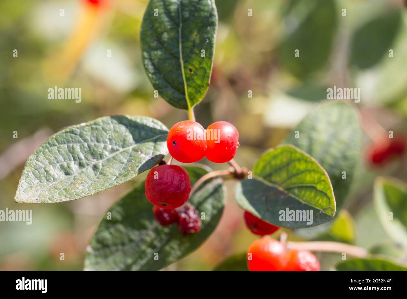 Green shrub with small red fruits and bokeh lit by the sun - macro ...