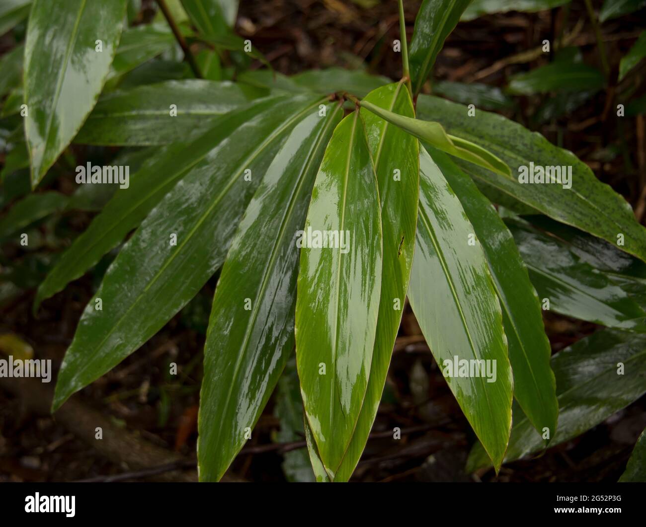 Ginger Bush High Resolution Stock Photography and Images - Alamy