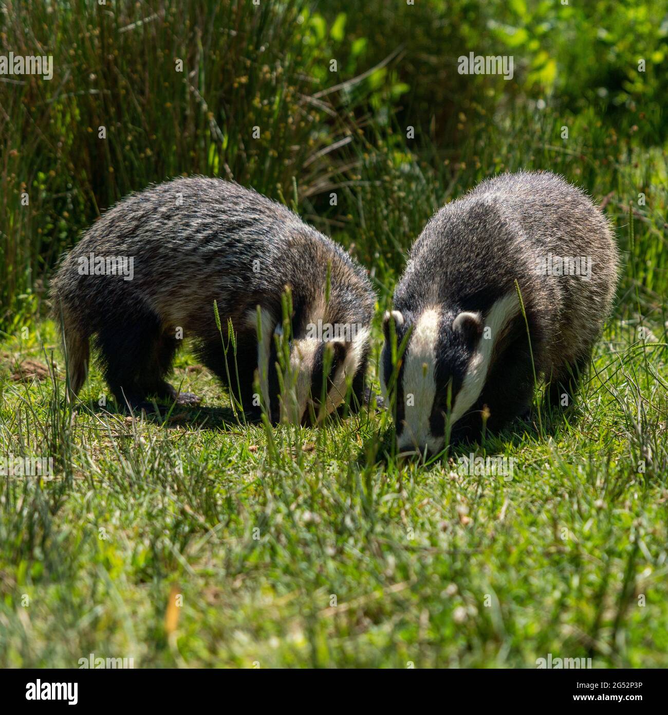 Badgers in wild sett hi-res stock photography and images - Alamy