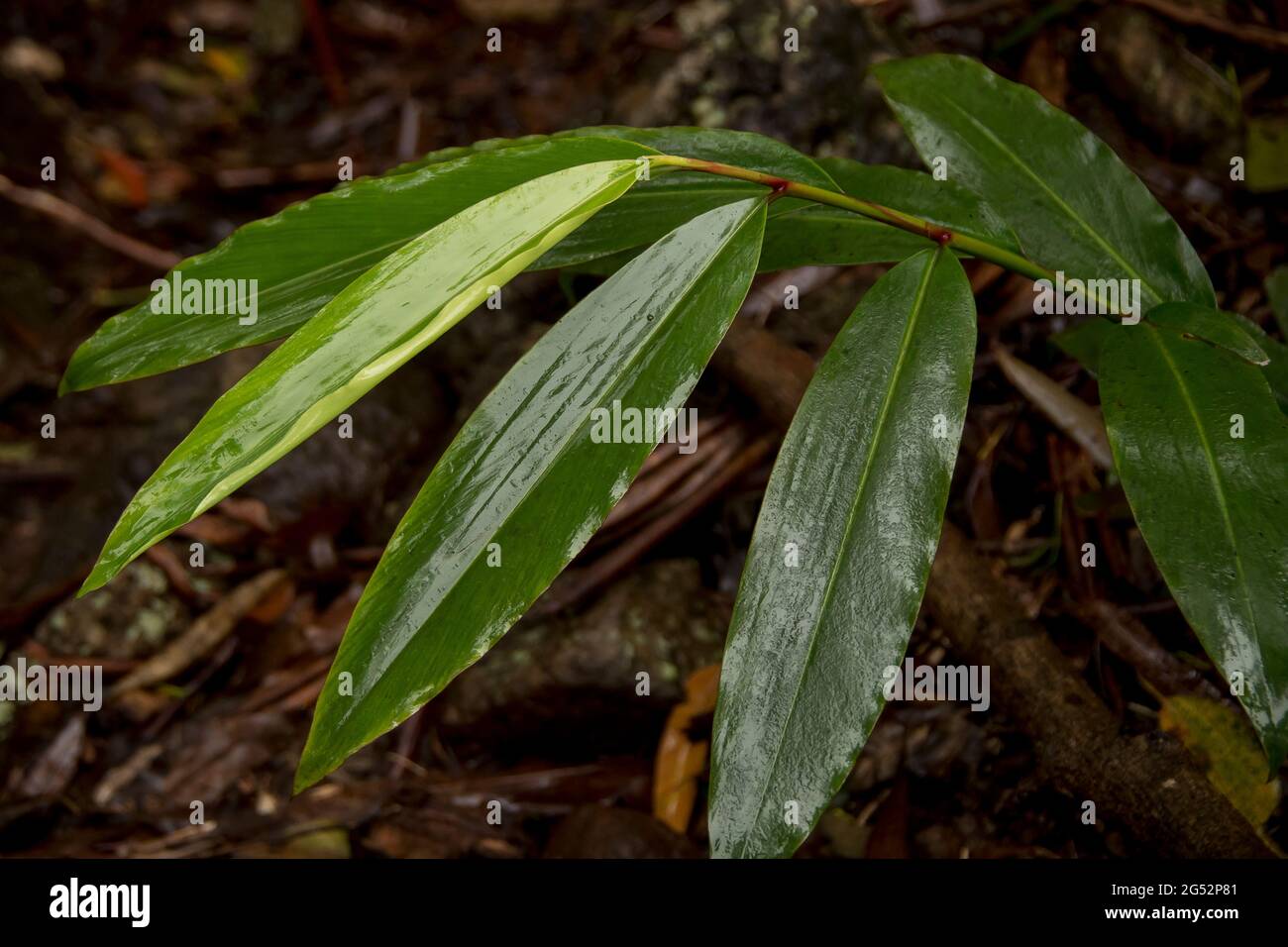 Wet, shiny leaves of Native Ginger (Alpinia caerulea) after rain in ...