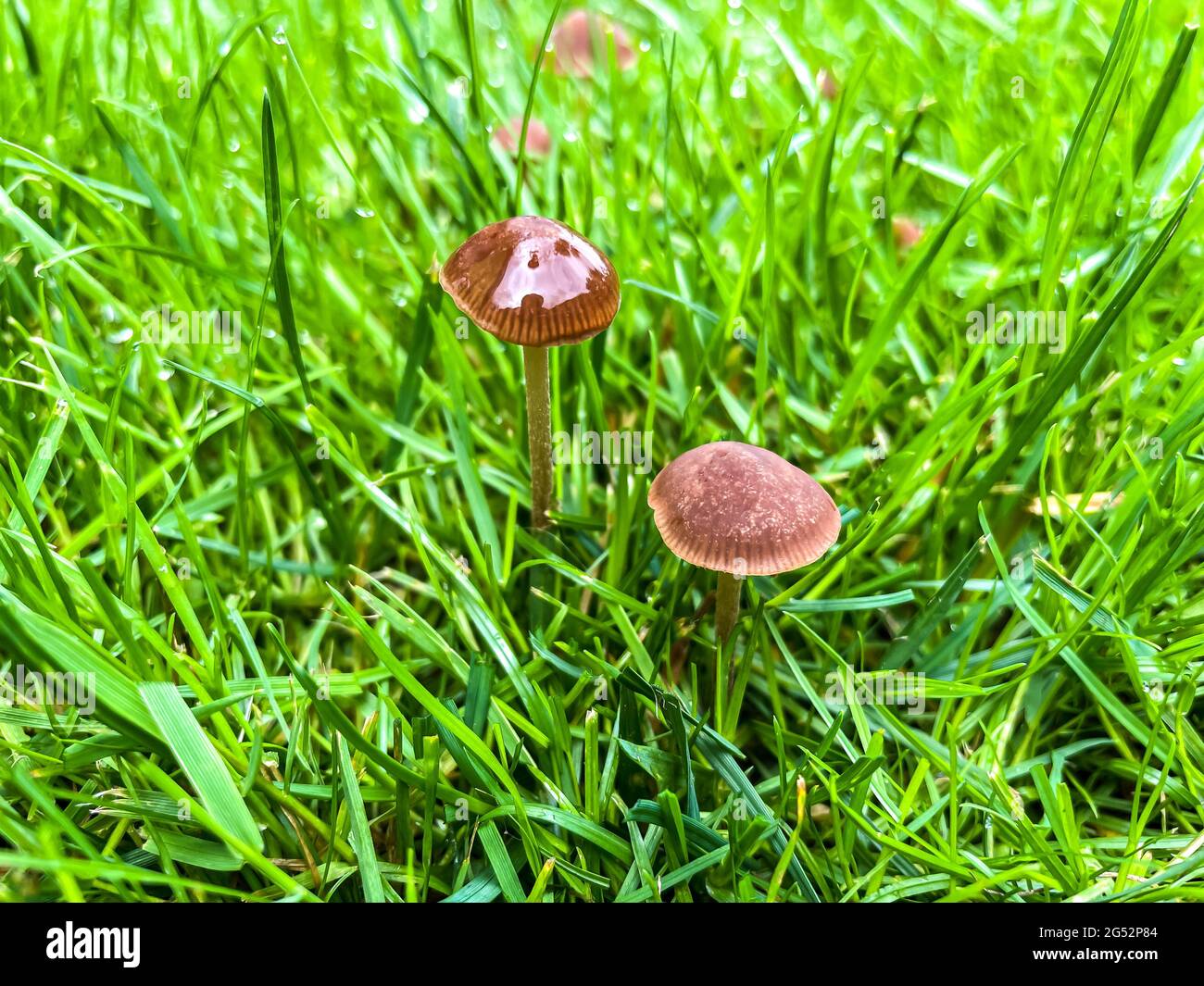 Mini rain forest hi-res stock photography and images - Alamy